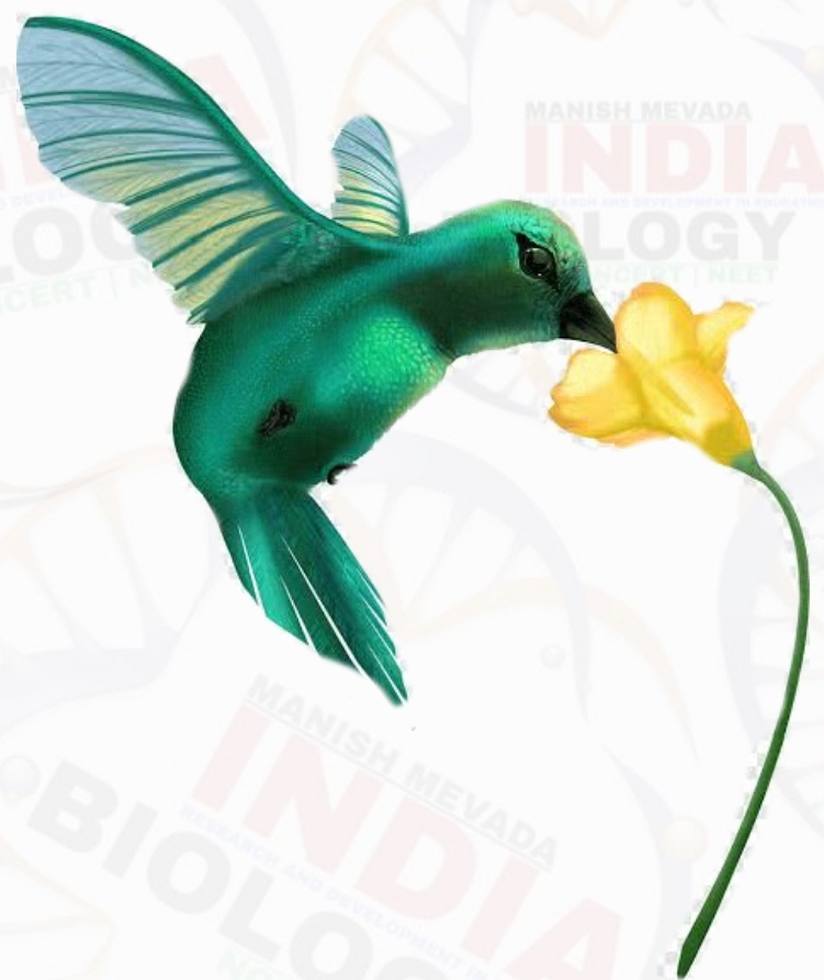 ZOOPHILY & ENTOMOPHILY