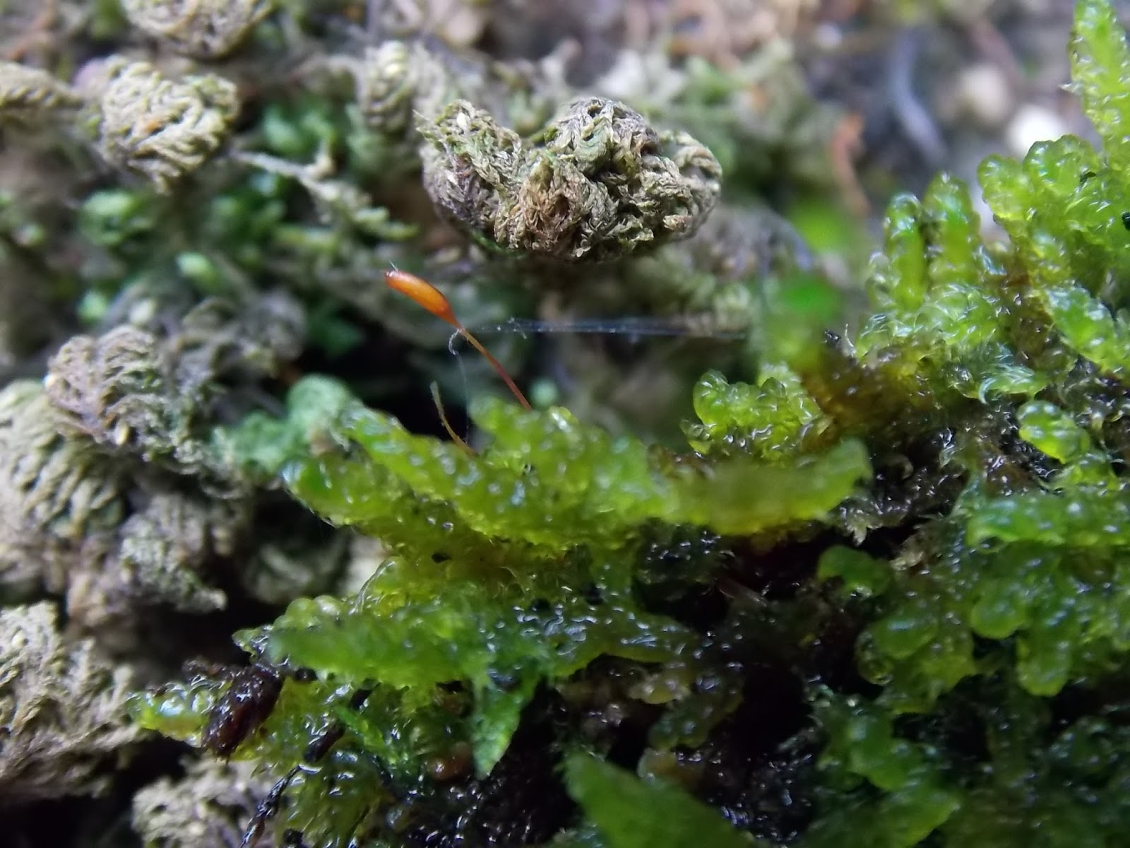 Hypnum andoi A.J.E.Sm.