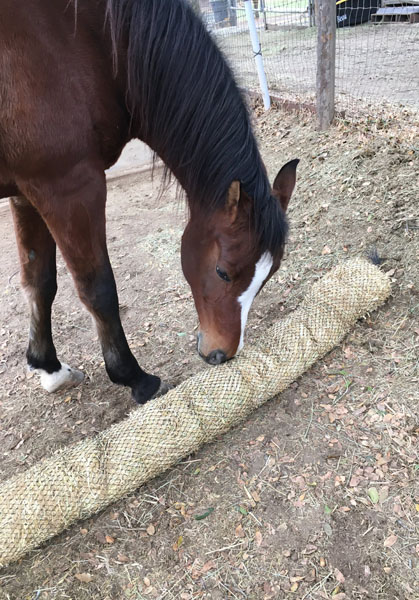 Trails (and Trials): 2019