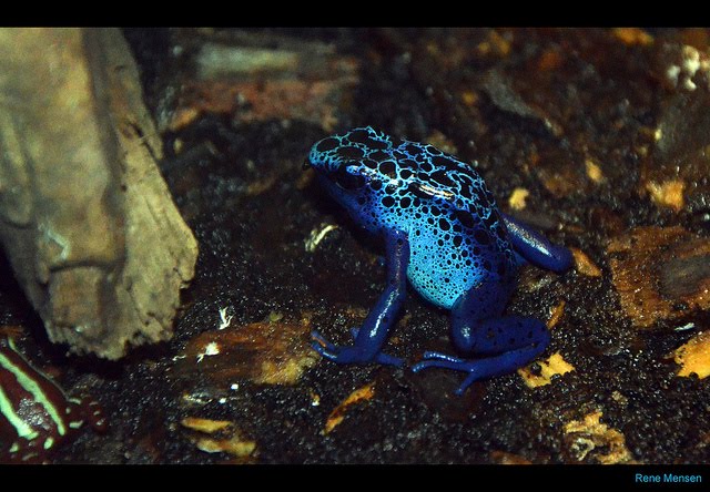 White Wolf : A rare, genetically mutated bullfrog was spotted at the ...