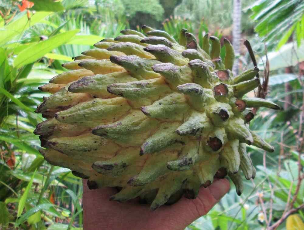 8 frutas raras y extrañas que seguramente no conoces