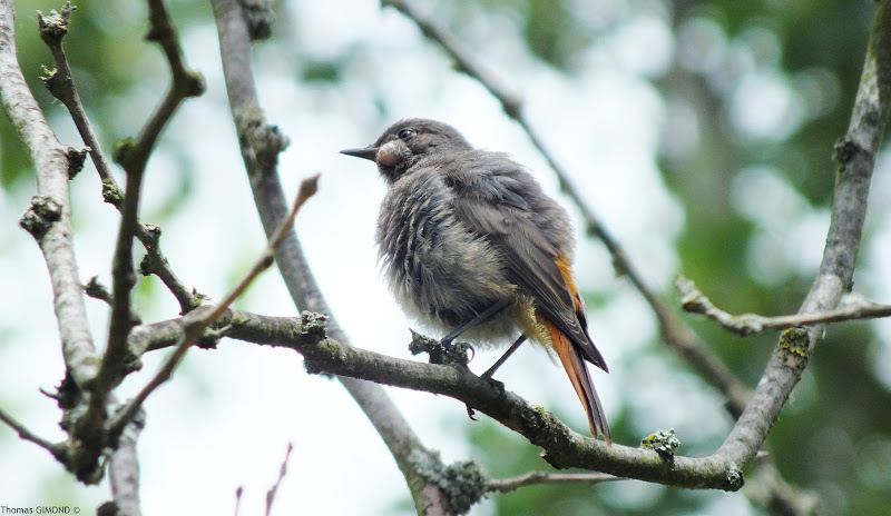 Thomas Gimond wildlife photography: Rouge-queue noir - Phoenicurus ochruros