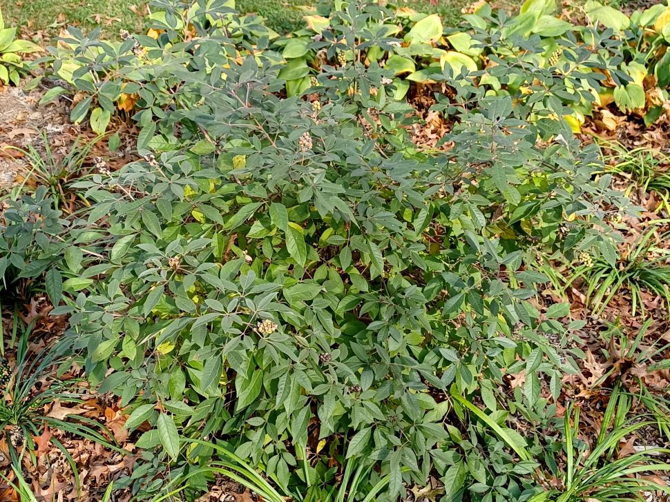 Future Plants by Randy Stewart: Vitex - the Chaste Tree family