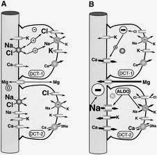 Medical Treatment Pictures-for Better Understanding: Gitelman Syndrome
