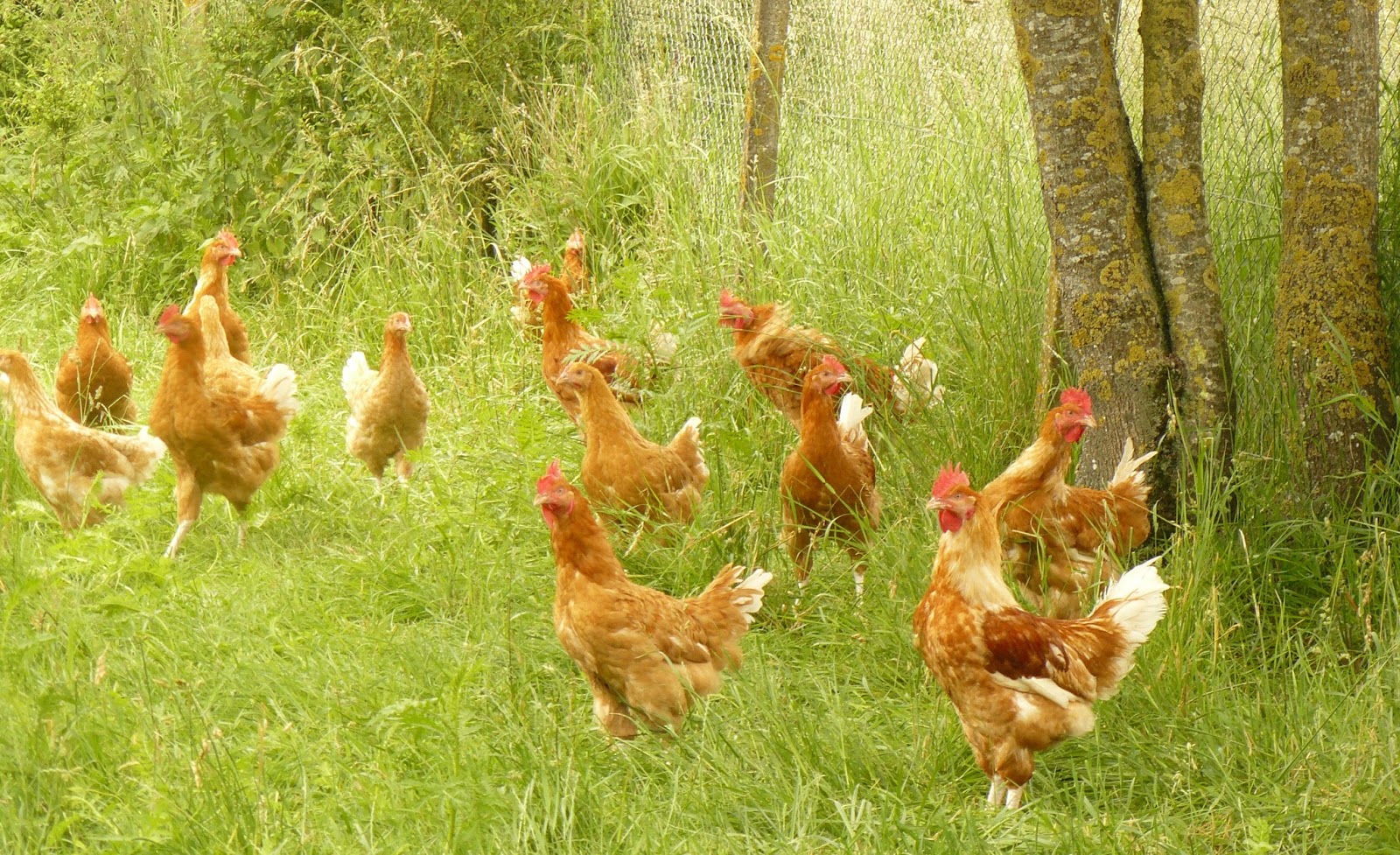 Ferme LECOQ - Producteurs de volailles fermières: Nos volailles