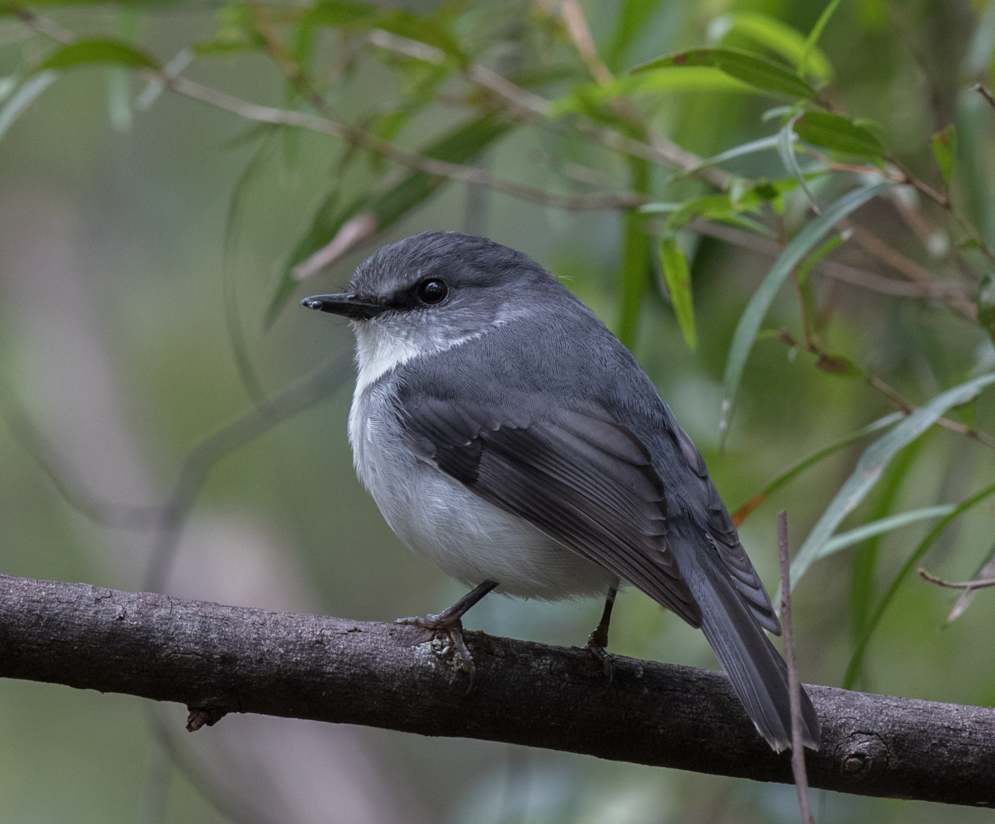 Getting to know birds: White-breasted Robin