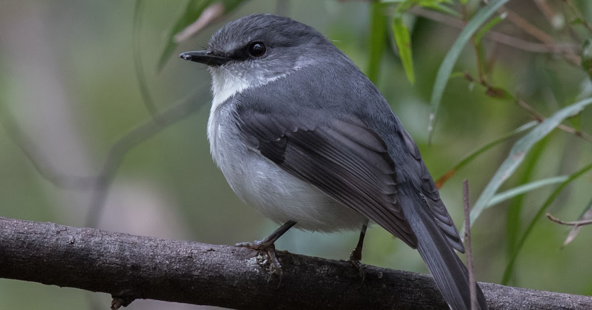 Getting to know birds: White-breasted Robin