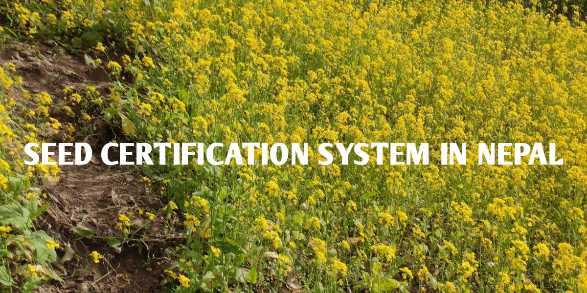 Seed certification system in Nepal