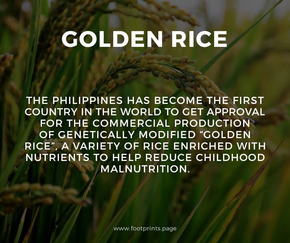 Facts about the Golden Rice