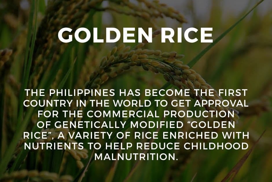 Facts about the Golden Rice