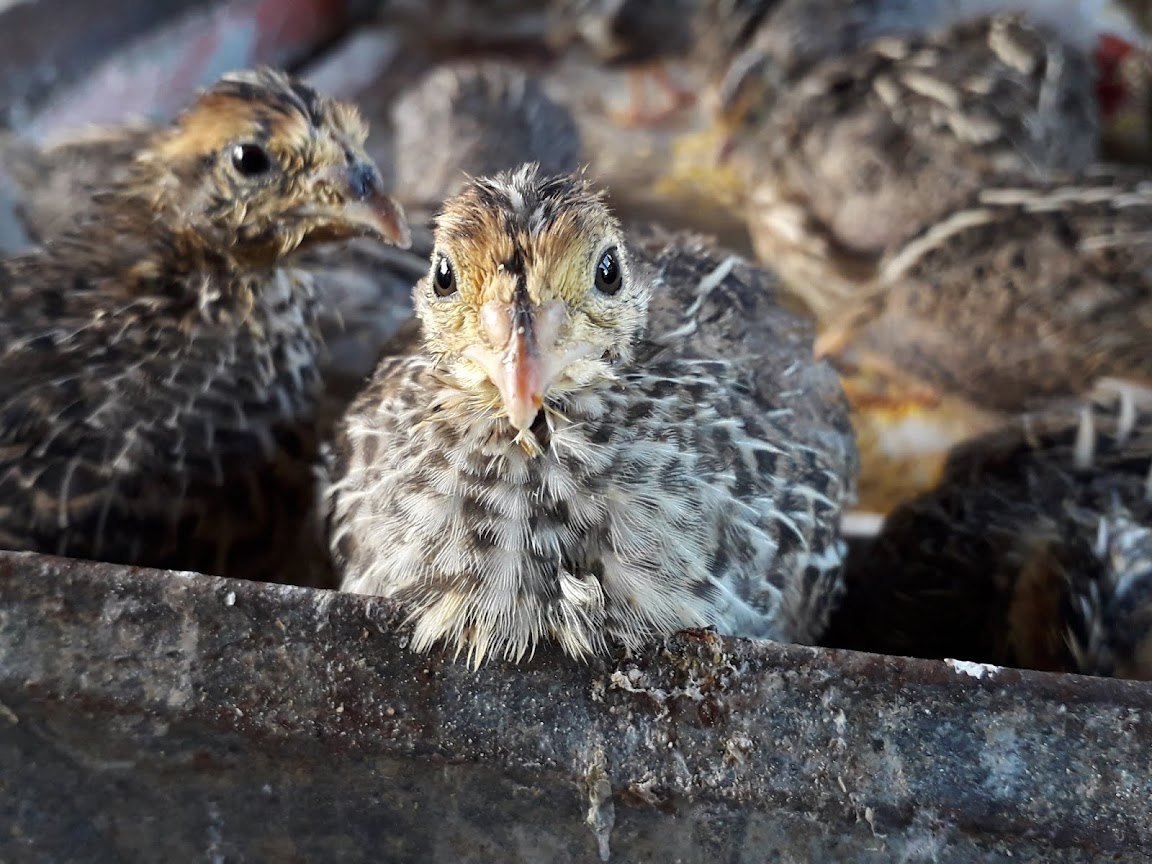 VENTA DE CODORNICES GRANJA MONJAS