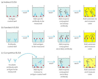 Scientist Laboratory: Enzyme Linked Immunosorbent Assay (ELISA)