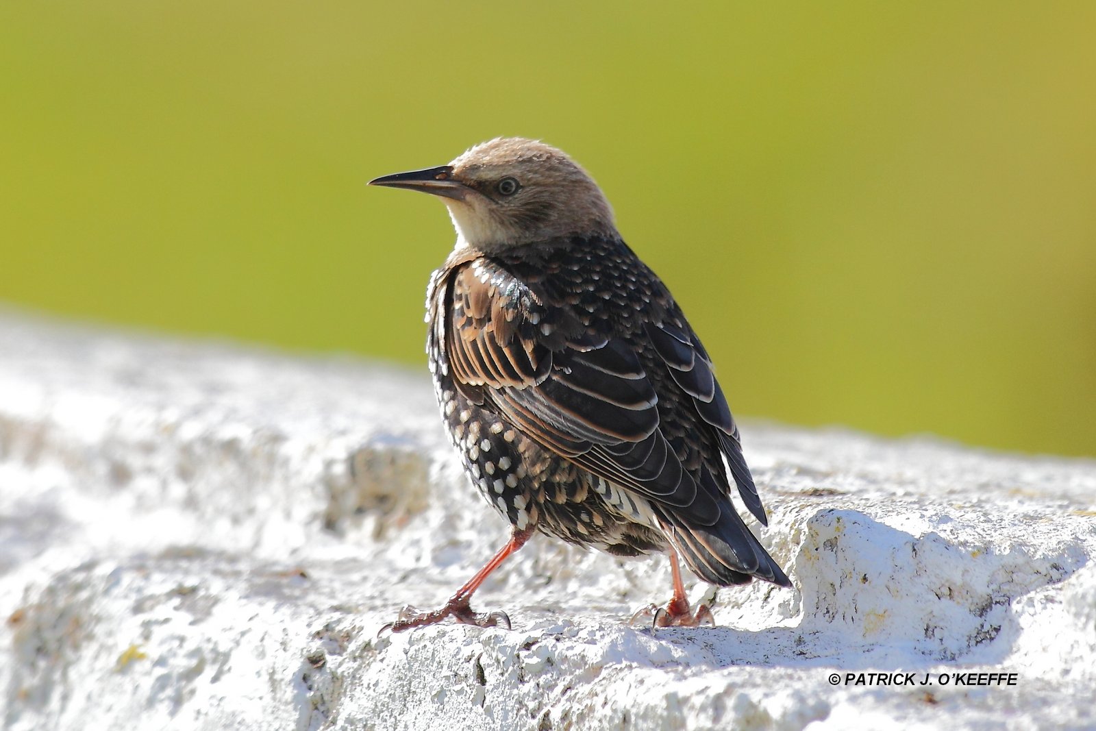 Raw Birds: EUROPEAN STARLING (Sturnus vulgaris) 1st winter, Cross Lough ...