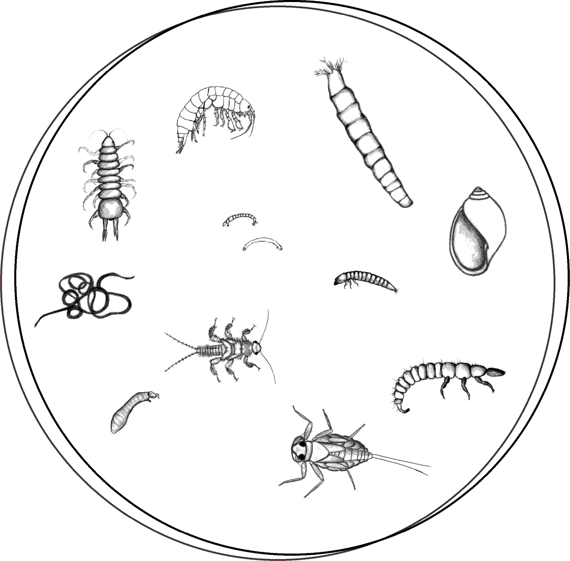 BMS GeoChicks: Macroinvertebrate Study