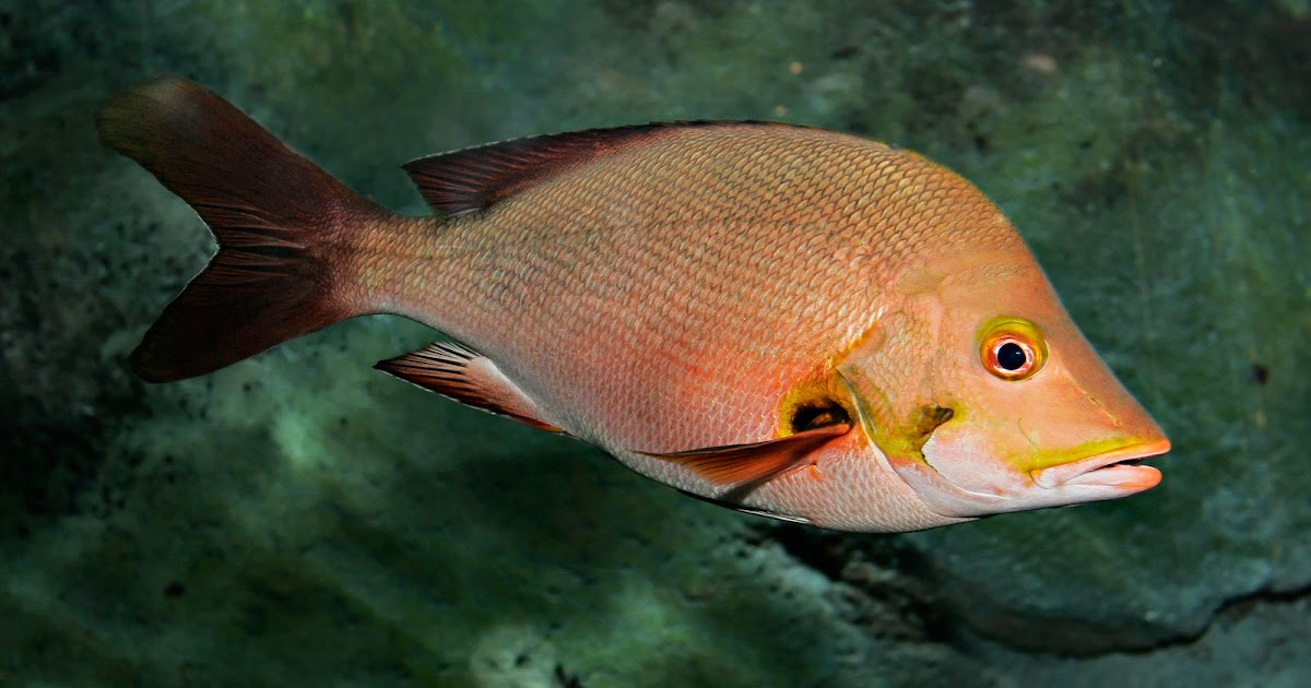 Ikan Kakap Khas Kepulauan Riau | Checkitproduct