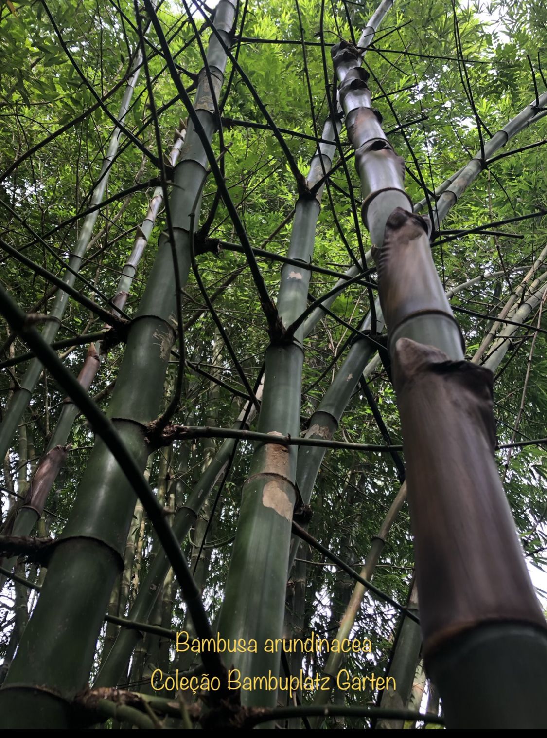 Agrobambu/Bambuplatz Garten: BAMBUSA ARUNDINACEA/BAMBUSA BAMBOS