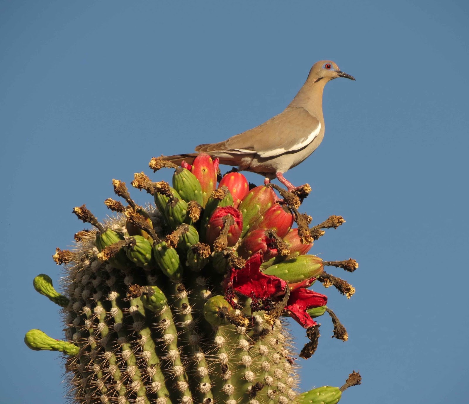 Desert Colors: July 2013