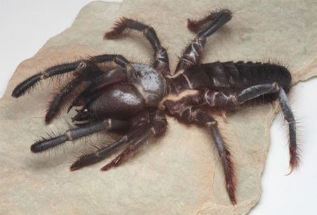 Kalajengking Angin, Hewan Lincah Bertaring Besar | RE Tawon