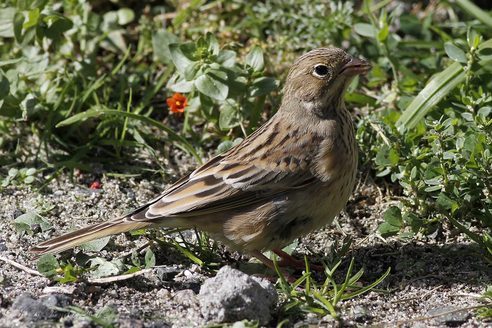 Joe Pender Wildlife Photography: Ortolan Bunting