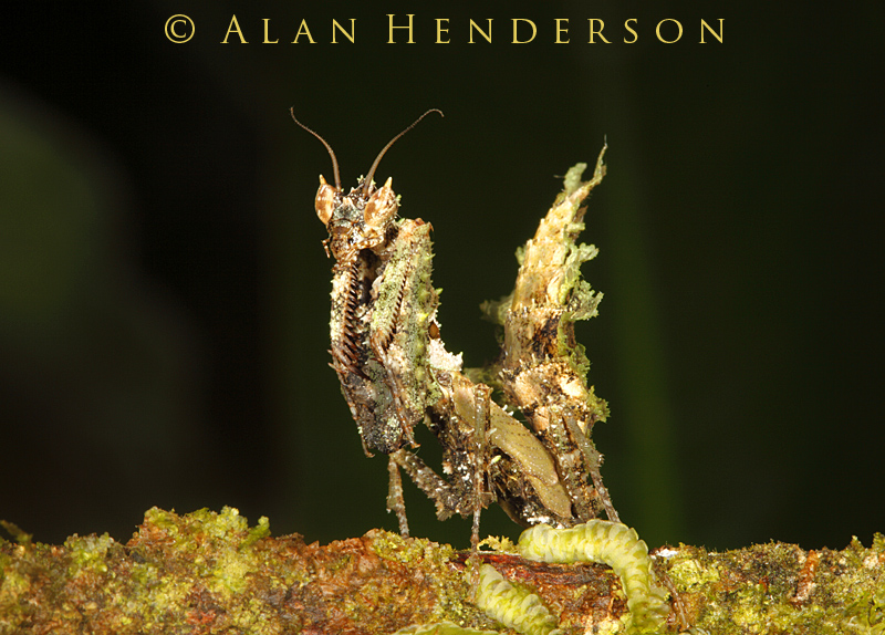 Minibeast Wildlife - Rainforest Encounters: Costa Rica - Week 3 Moss Mantis