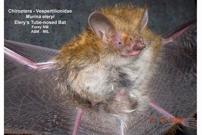 Species New to Science: December 2013