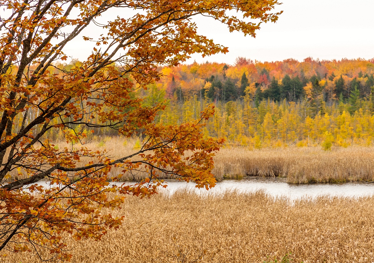 Bitstop: Mer Bleue Bog Trail