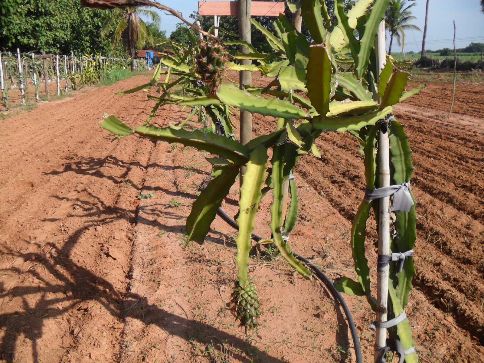 pitaias - mudas e frutos