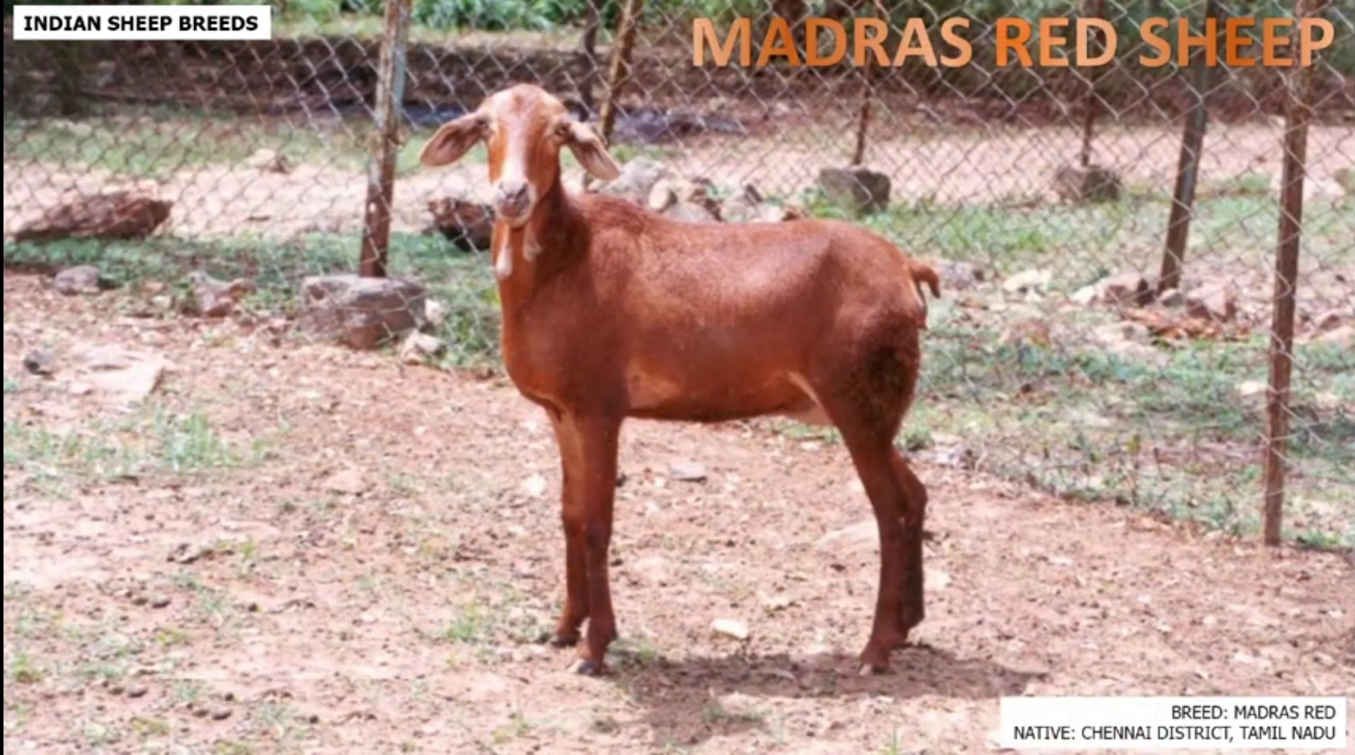 Most Popular Sheep Breeds of India