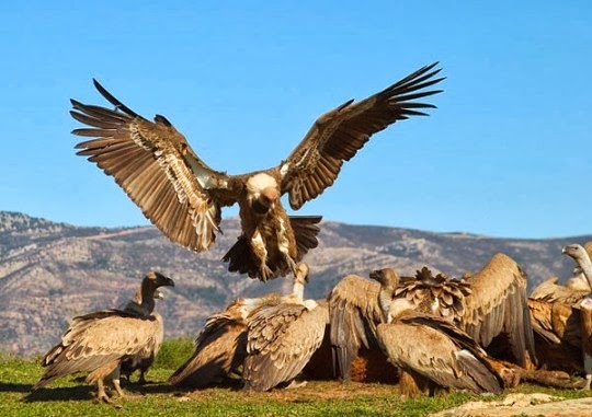 Mecanica de Fluidos, ¿Por qué vuelan las aves?: Clases de Alas