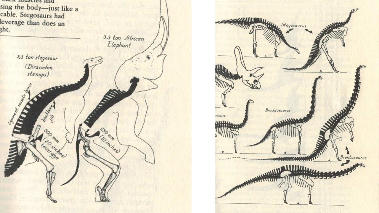 Manospondylus: Whatever happened to kangaroo-kicking dinosaurs?