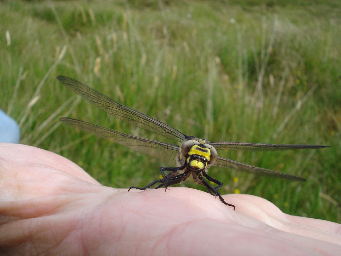 Islay Natural History Trust: Golden-ringed Dragonfly and a 'real' fence ...