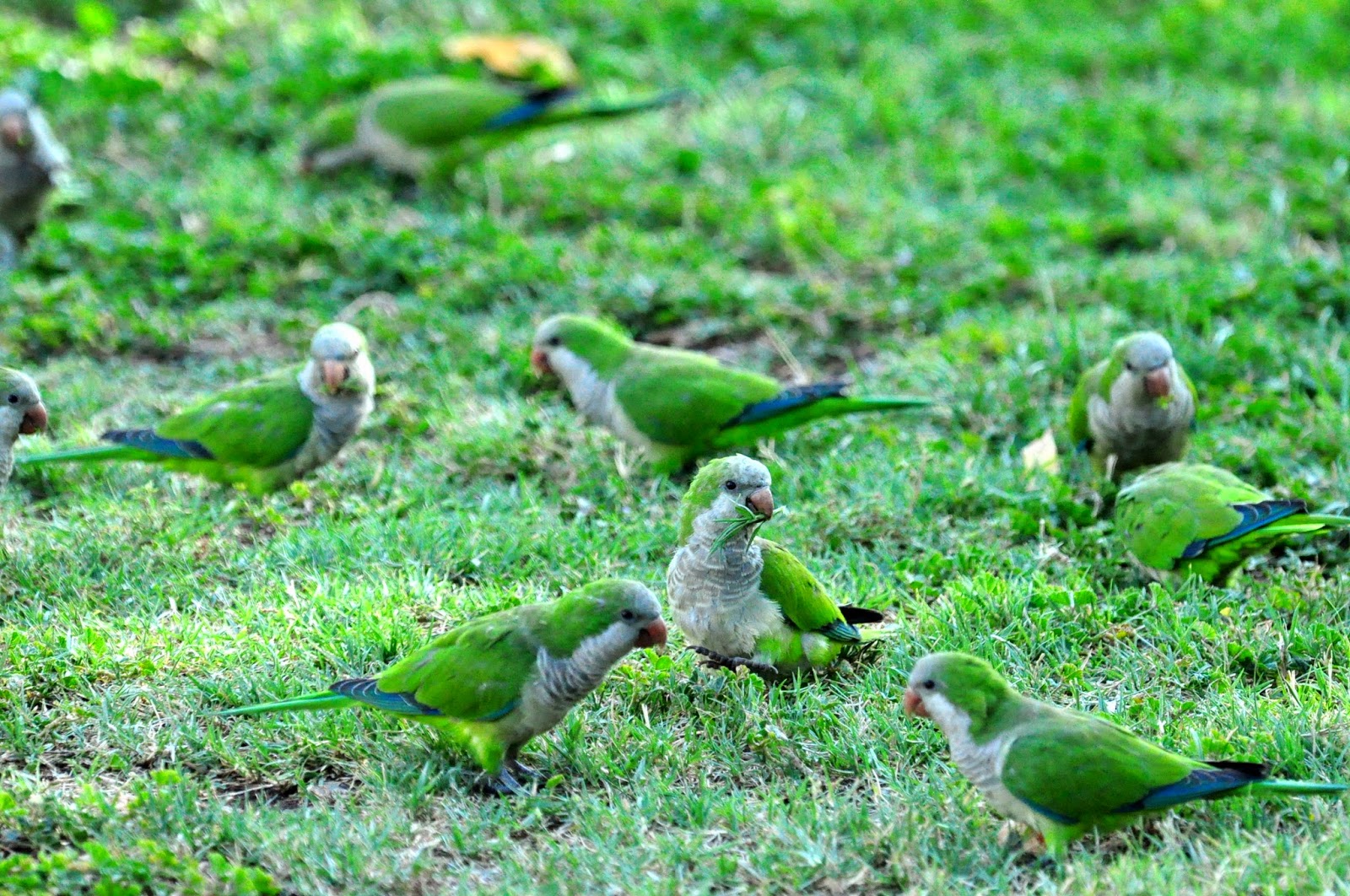 Pájaros, Pajarracos: Cotorra argentina
