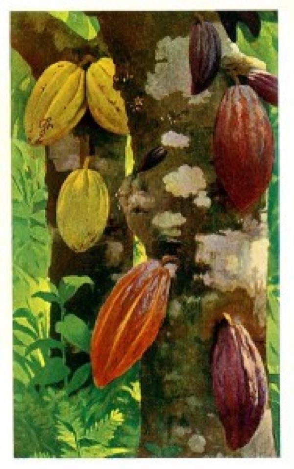 Côte d'Ivoire Ma Terre...: NOTIONS SUR LE CACAO & LES PRINCIPAUX ...