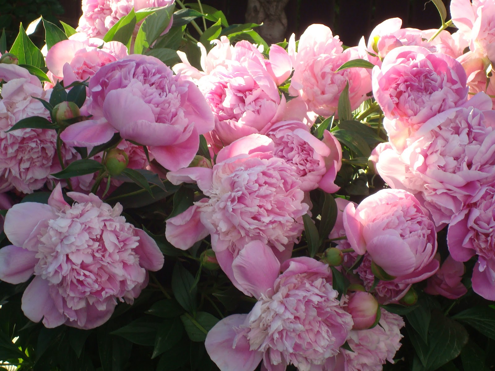 Floarea -bunica: Bujori