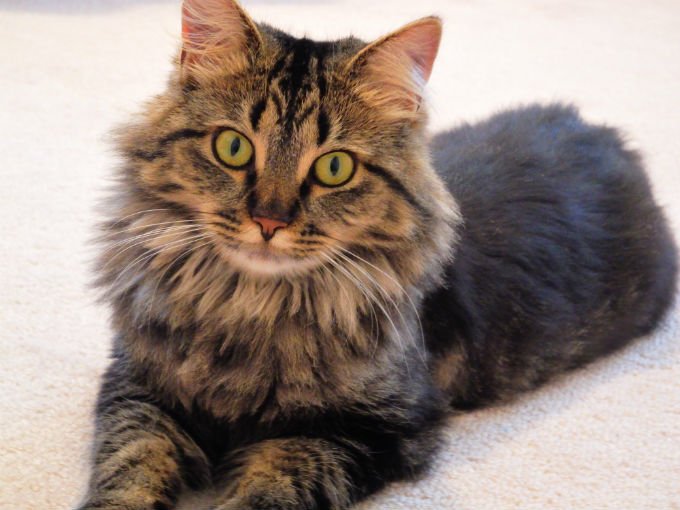 Kucing Maine Coon, si Besar nan Ramah
