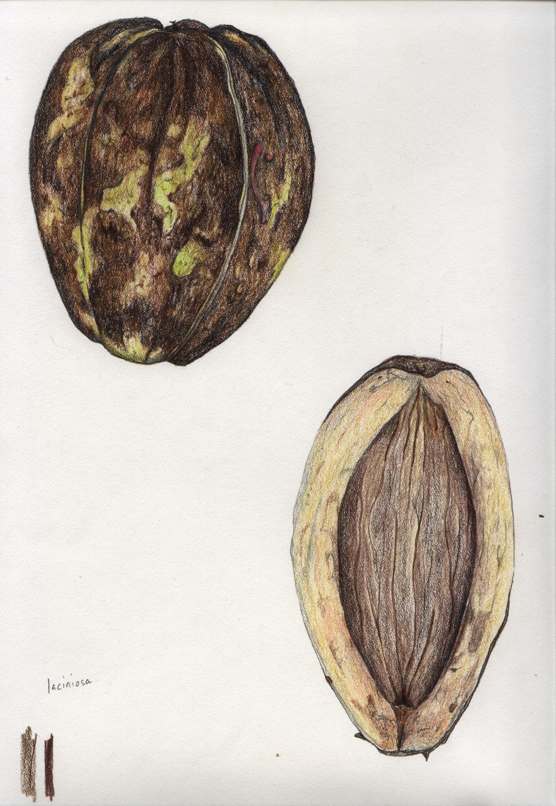 Bur Oak Botanicals: Hickory Nuts