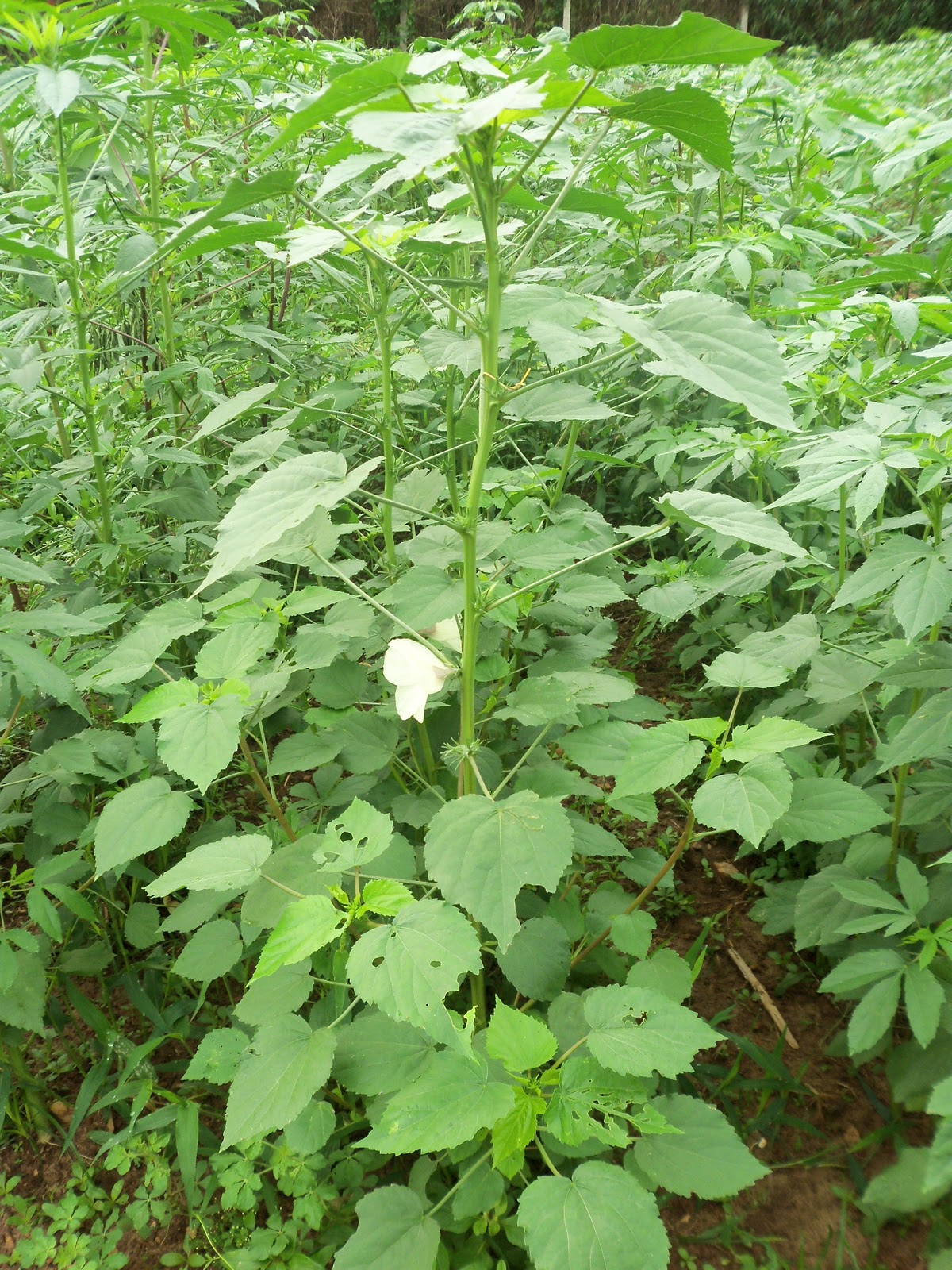 Integrating communities into oil spill clean-up: The kenaf Plant