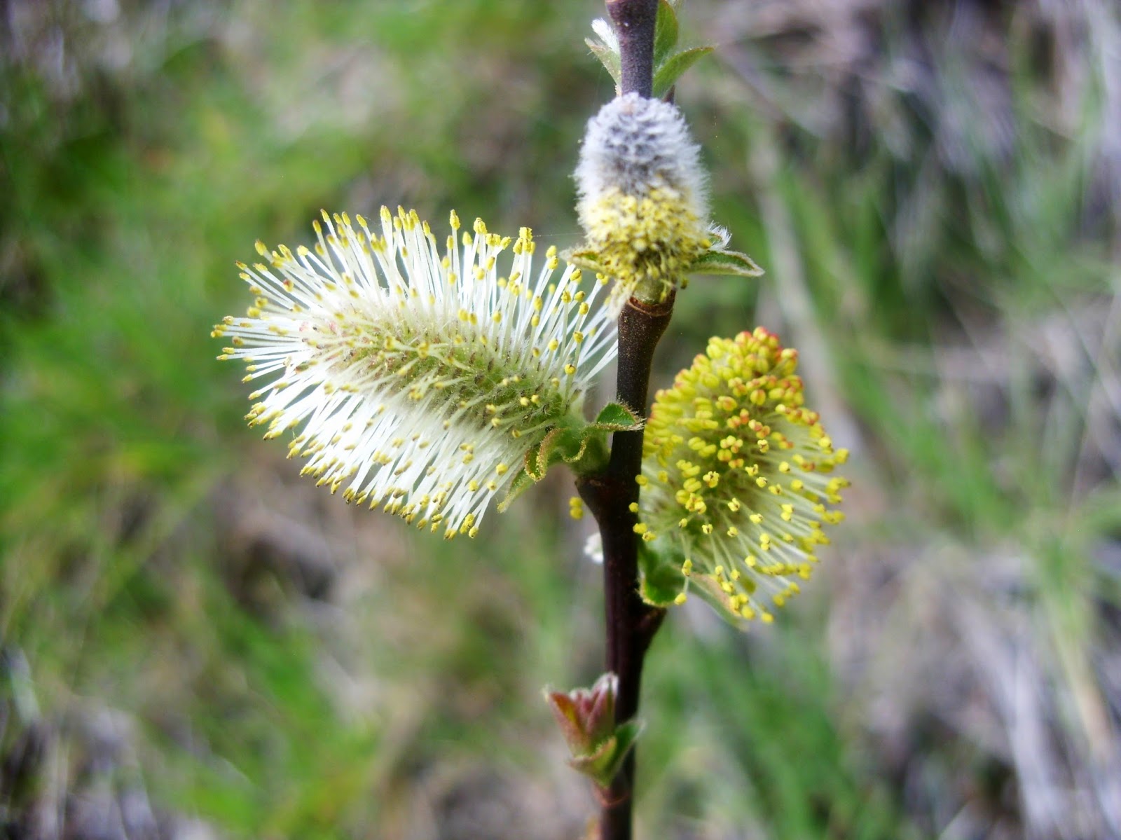 Jardim Autóctone: Salgueiro florido...