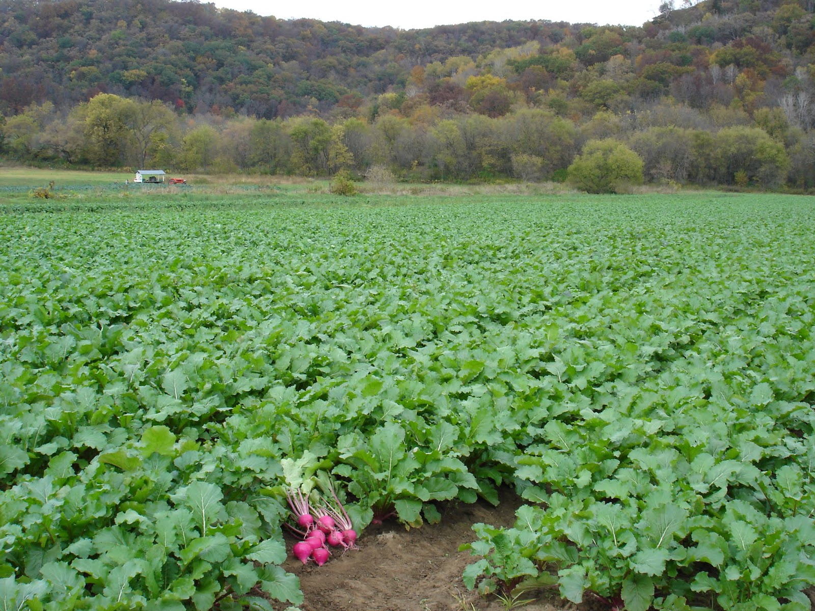 Harmony Valley Farm: 2019