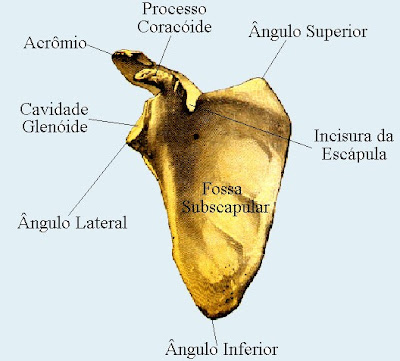 Nuestro esqueleto: Miembro superior: Escápula