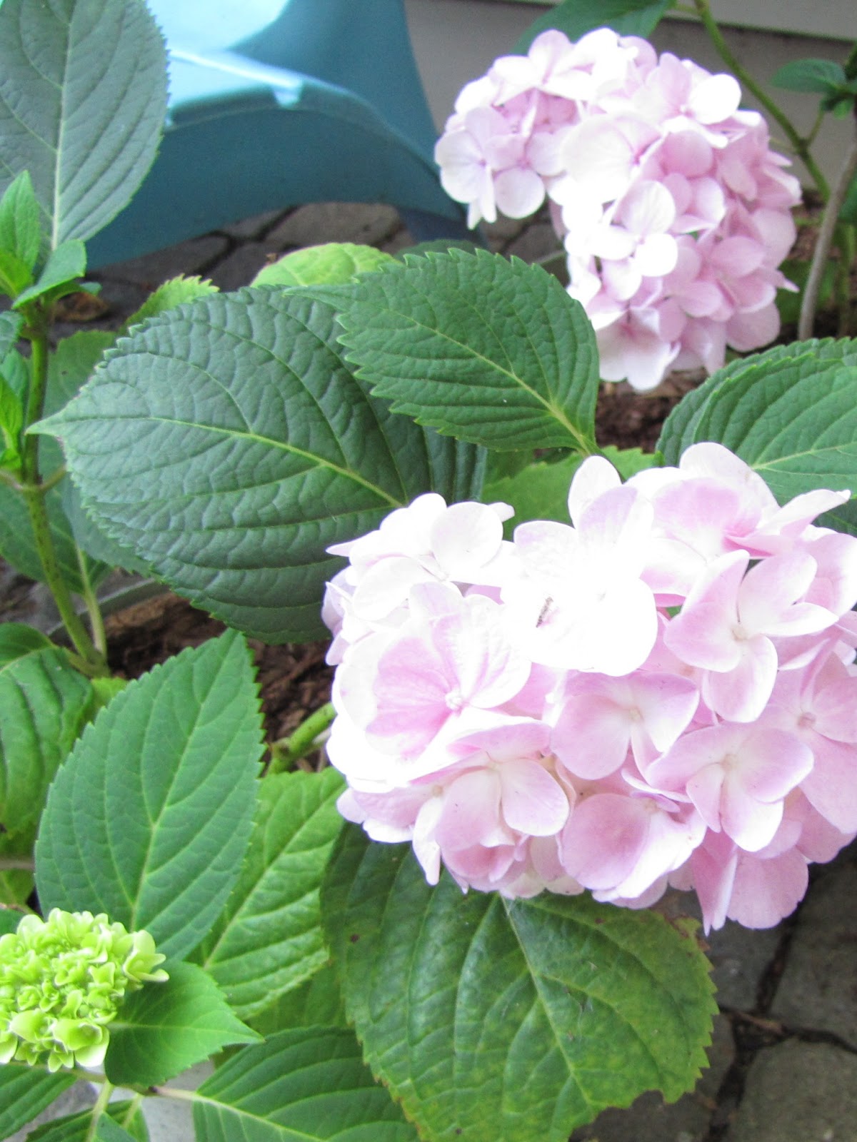 Lime Rickey Smooth Hydrangea Hydrangea arborescens SMNHALR at - Hydrangea