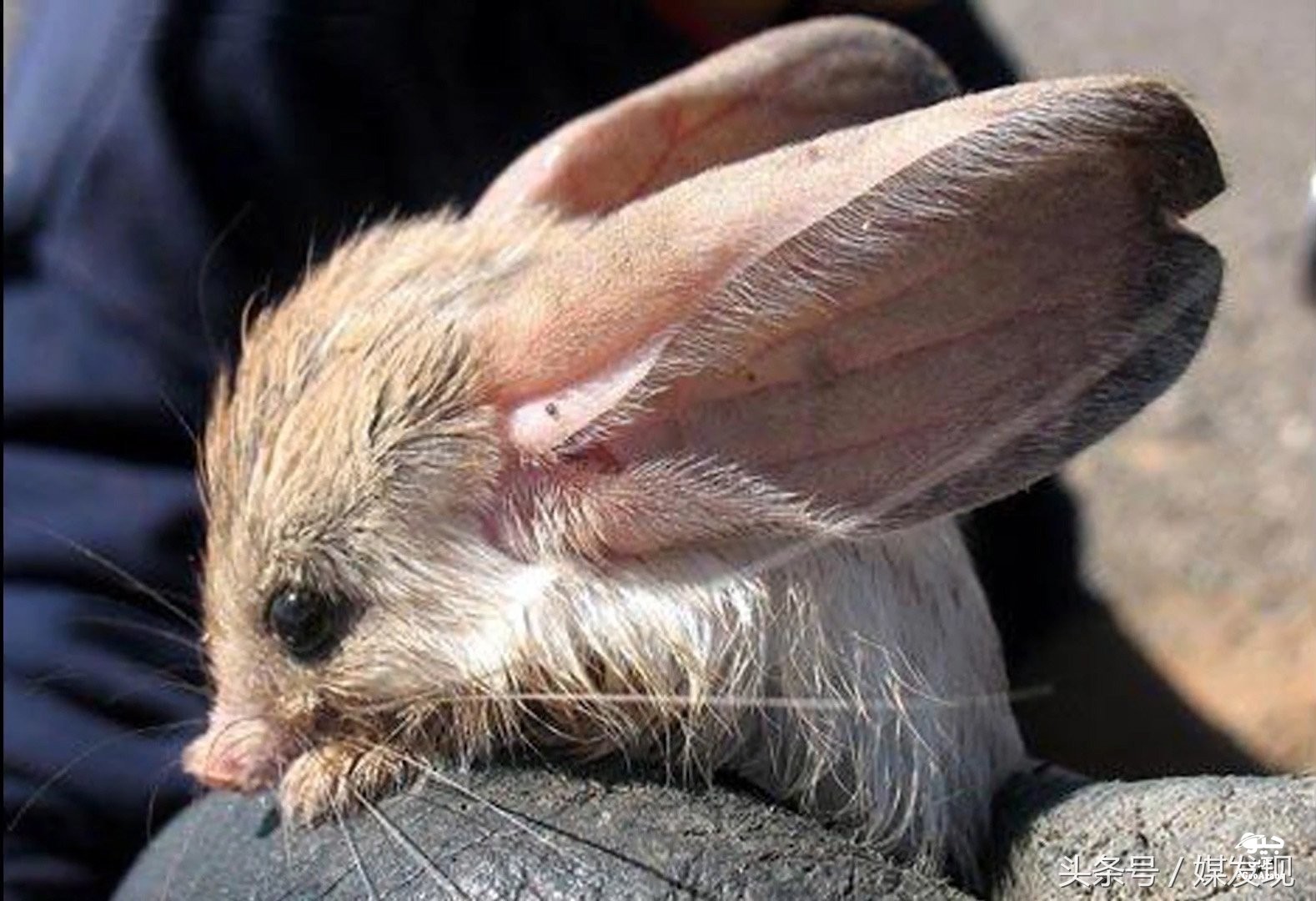 معلومات عن يربوع غوبي - جيو عربي