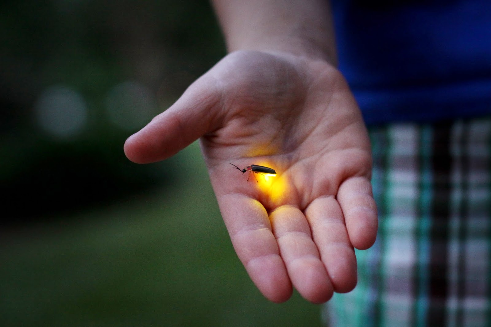 Top 5 Interesting Facts About Lightning Bugs Or Fireflies top-5-interesting-facts-about-lightning-bugs-or-fireflies