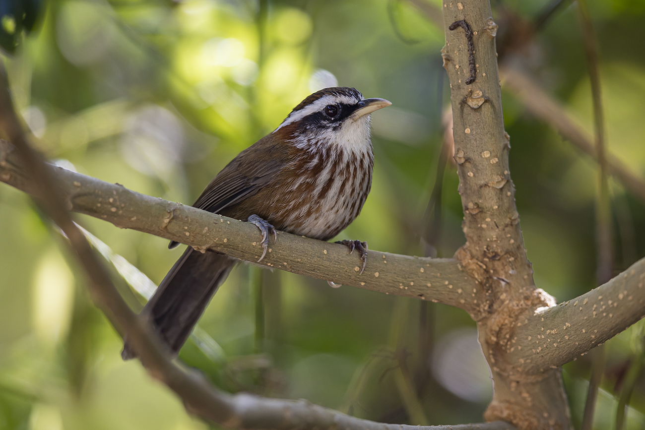As The Crow Flies - a Hong Kong Birding Blog: White-spectacled Warbler ...