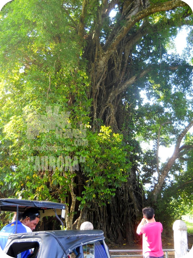 The Gorilla in Us! Climb the Balete Tree in Maria Aurora - Travex ...