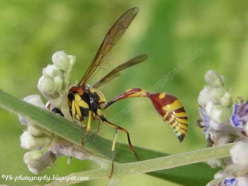 Potter Wasps | Nature, Cultural, and Travel Photography Blog