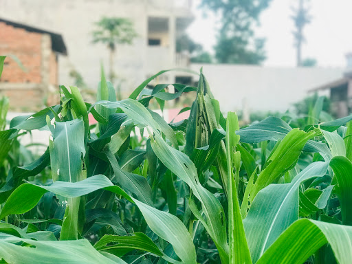 Fall Army Worm In Corn Field | NEPAL | 2020 | Preventive measures