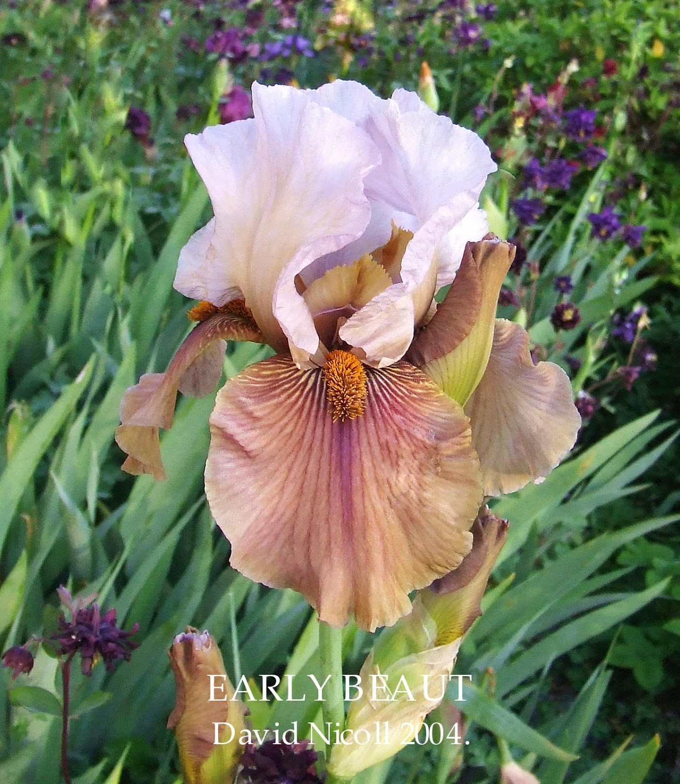 New Zealand Tall Bearded Iris EARLY BEAUT ~ HERITAGE IRISES