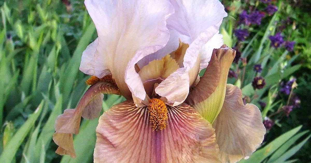 New Zealand Tall Bearded Iris EARLY BEAUT ~ HERITAGE IRISES