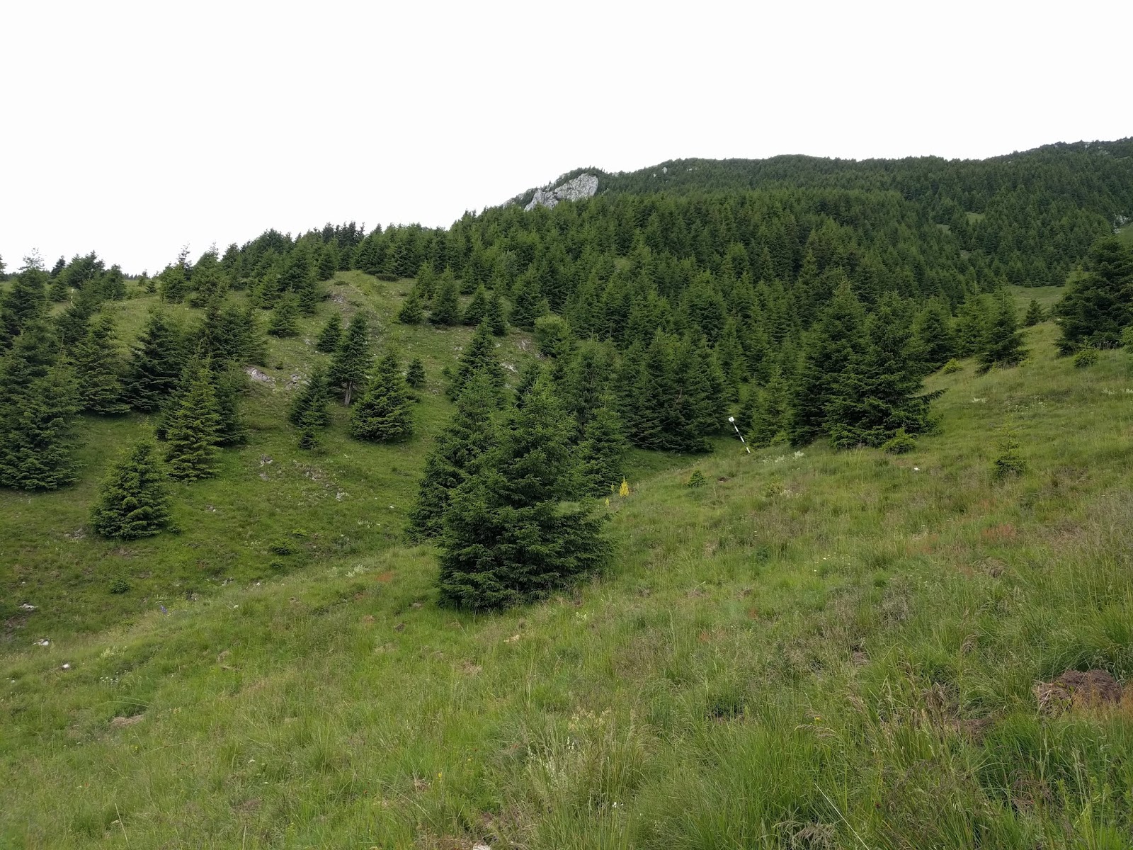 Blog de Calatorii si Drumetii Montane.: Piatra Craiului(Pestera-Saua ...